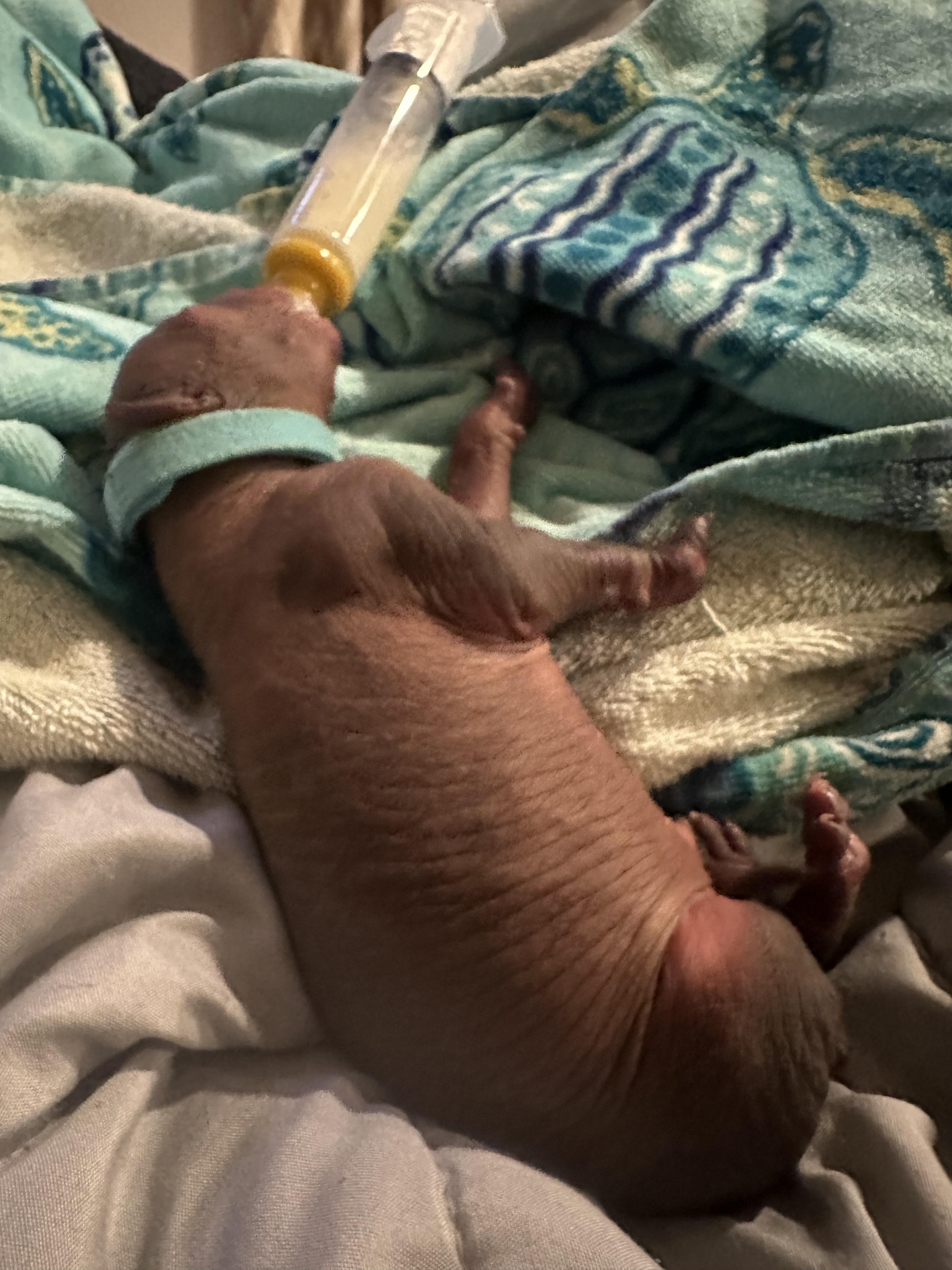La Siren in Georgia | Peruvian Inca Orchid puppies | Good Dog