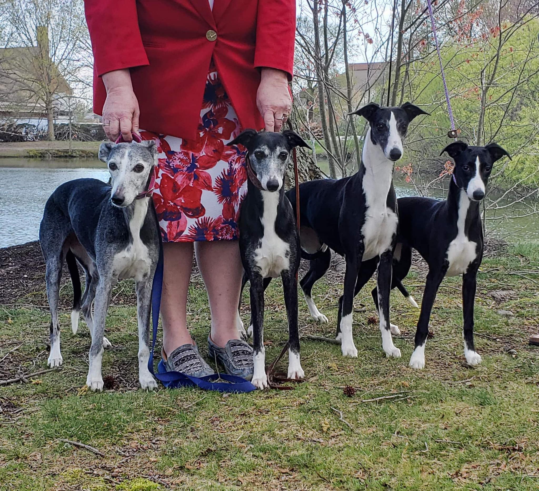 Willowisp Whippets in Pennsylvania | Whippet puppies | Good Dog