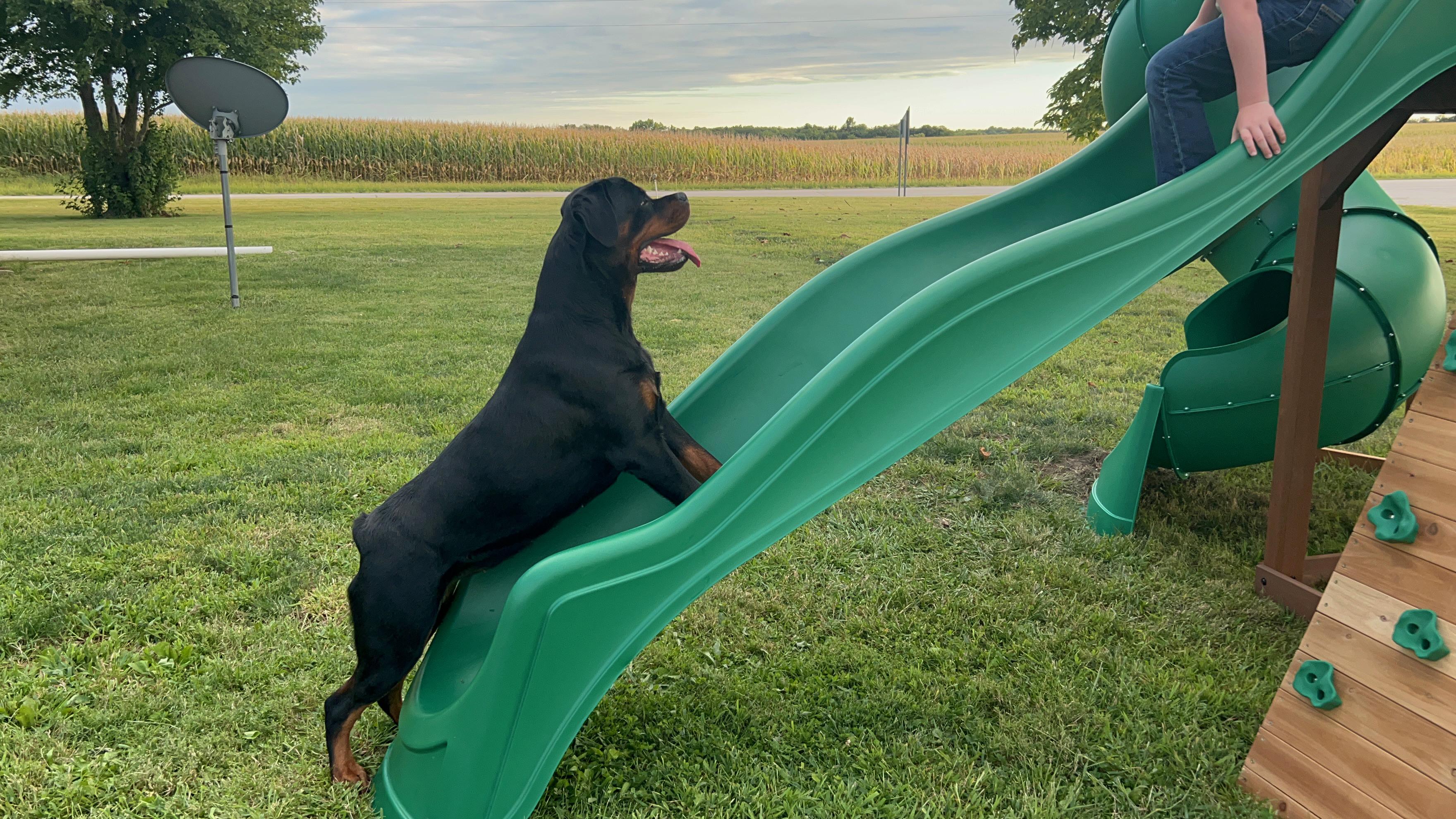 Thistle Wild Rottweilers in Illinois | Rottweiler puppies | Good Dog