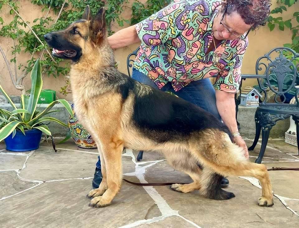 Covy-Tucker Hills German Shepherds in California | German Shepherd ...