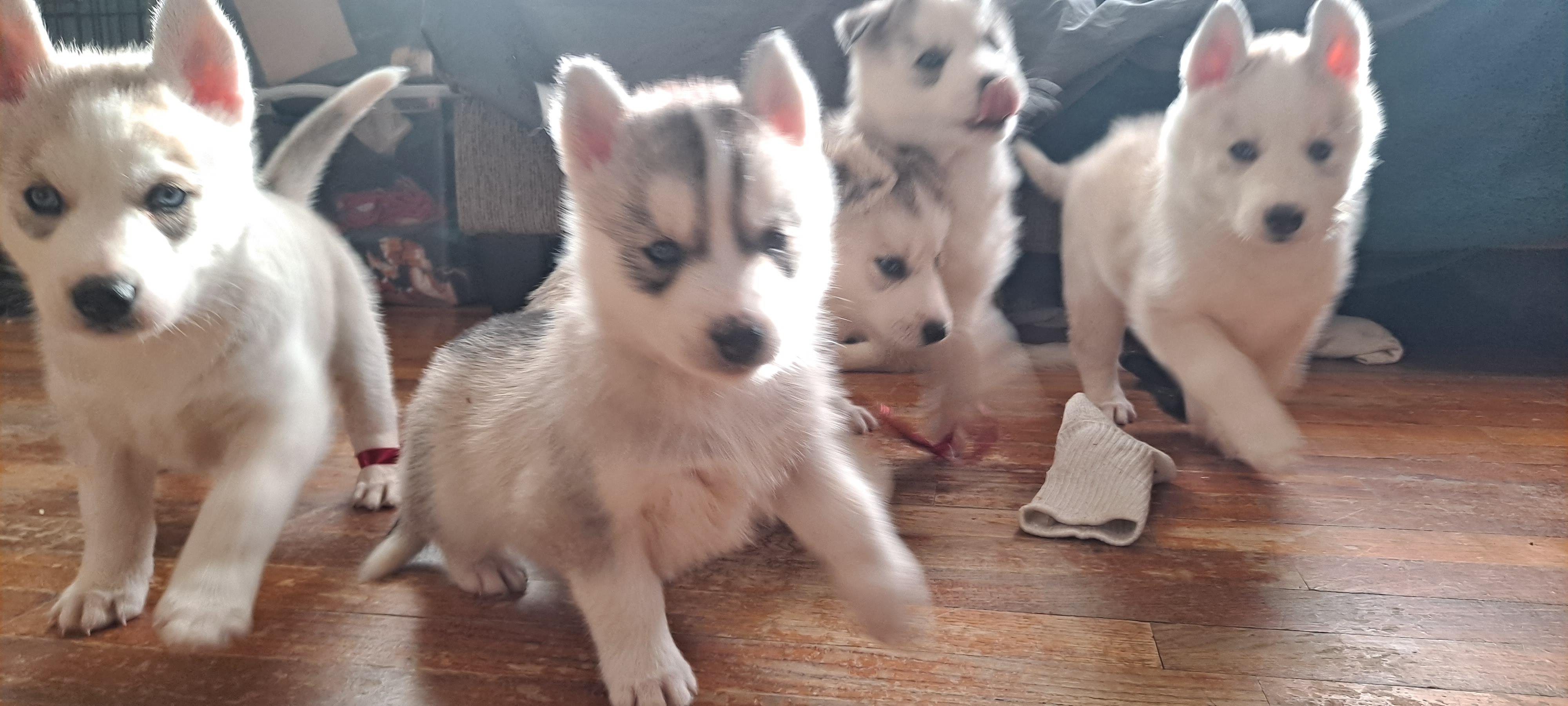 Husky Ranch in Iowa | Siberian Husky puppies | Good Dog