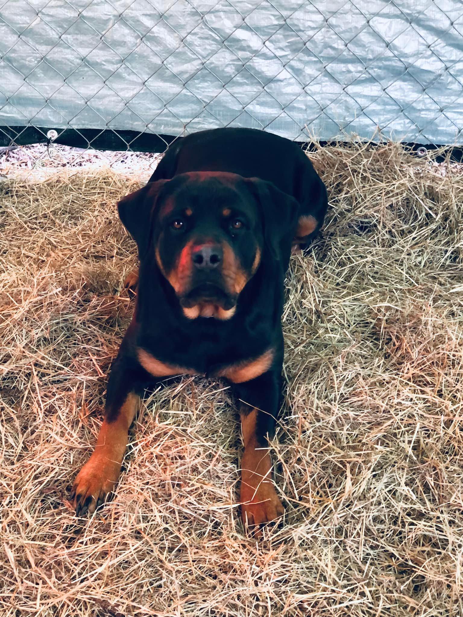 North East Texas Rottweilers in Texas | Rottweiler puppies | Good Dog