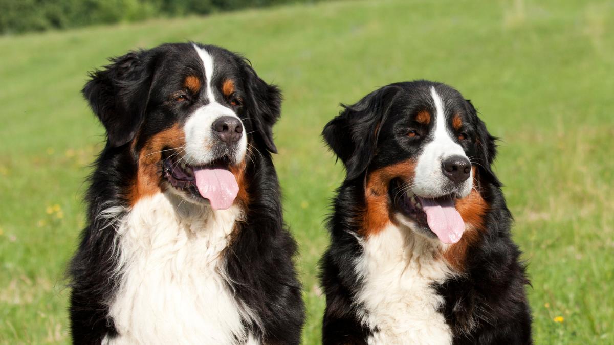 25 cute Purebred Bernese Mountain Dog puppies for sale | Good Dog