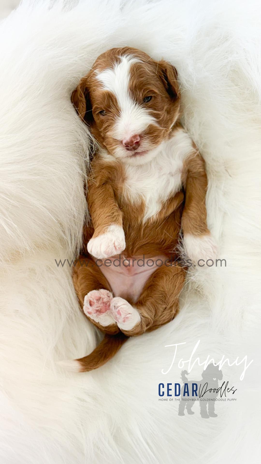 Cedar Doodles- Home of the Teddybear Goldendoodle in Utah | Bernedoodle ...