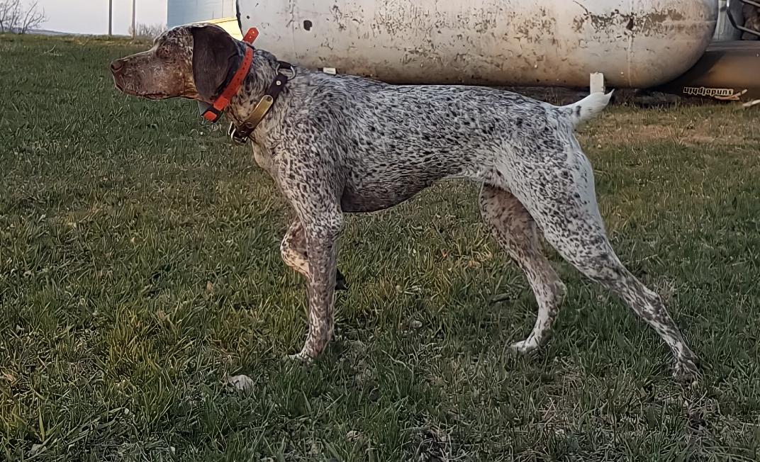 Sioux Ridge Pointers in South Dakota | Braque du Bourbonnais puppies ...