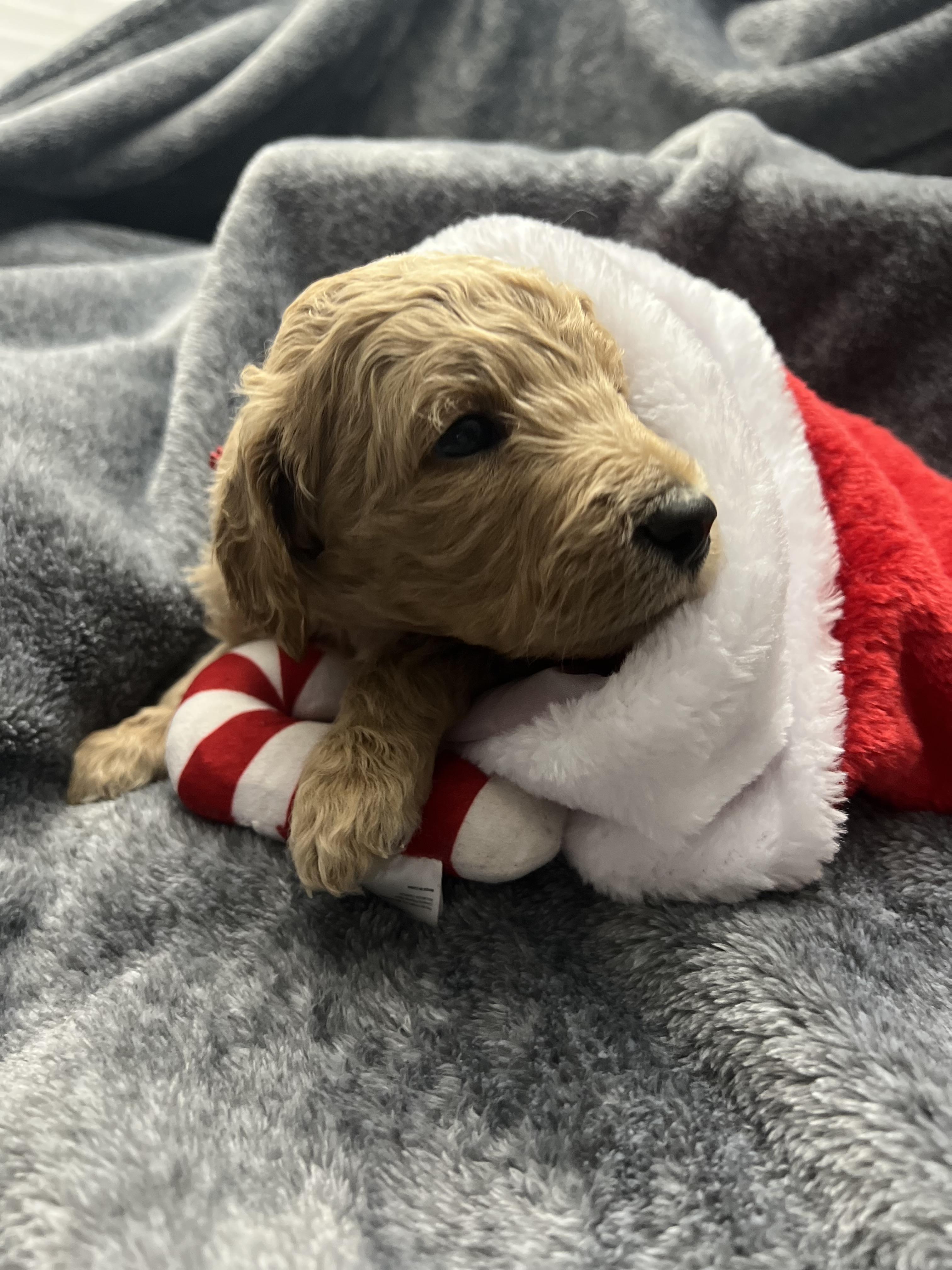 Averee's Doodles in Florida | Goldendoodle puppies | Good Dog
