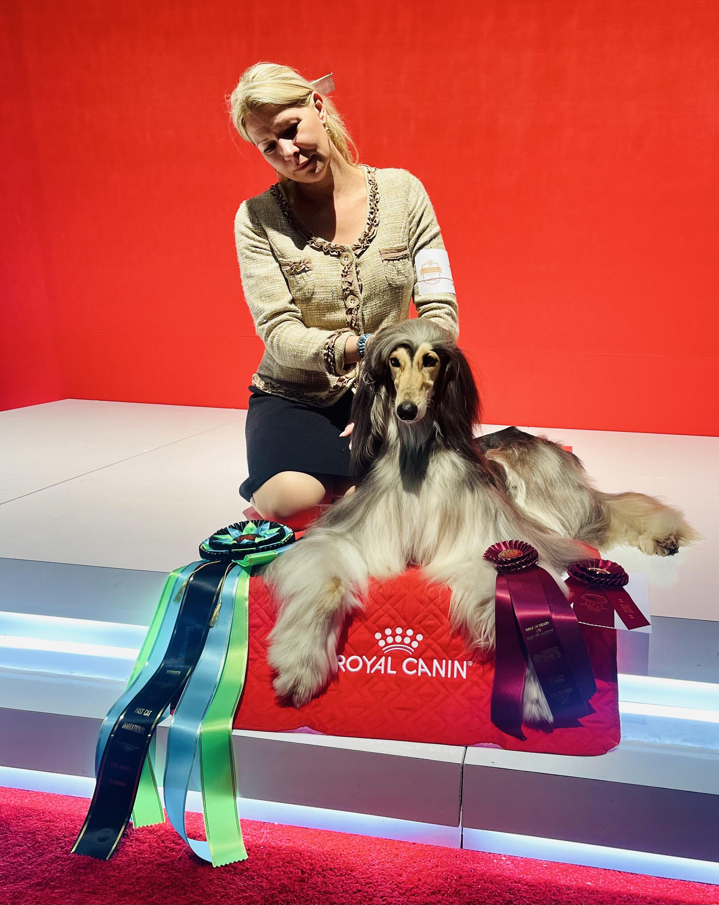 Royal Legacy in Alabama | Afghan Hound puppies | Good Dog
