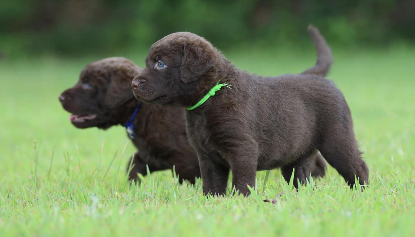 Terranova Retrievers in Minnesota | Chesapeake Bay Retriever and ...