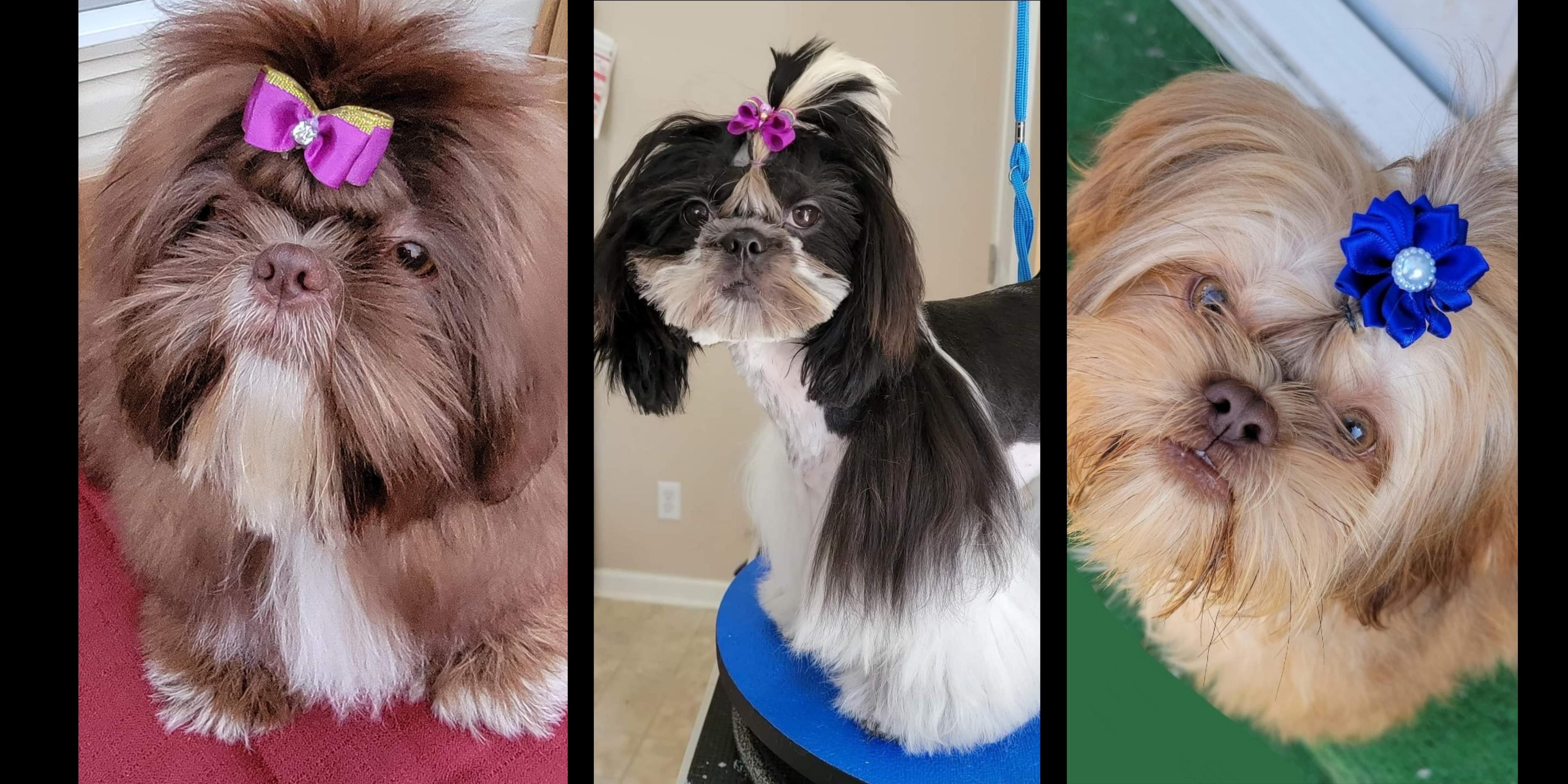 Chimera Shih Tzu SW Florida in Florida | Shih Tzu puppies | Good Dog