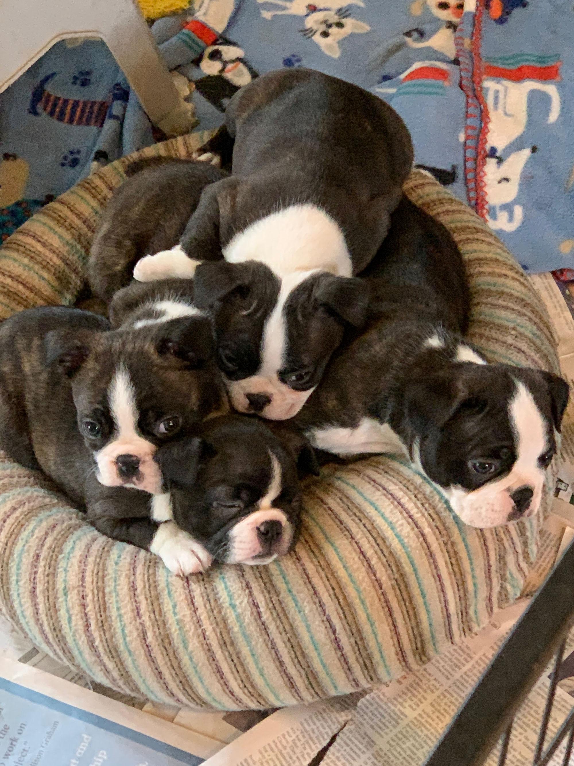 Menagerie Magnifique Pugs & Boston Terriers in Virginia | Boston ...