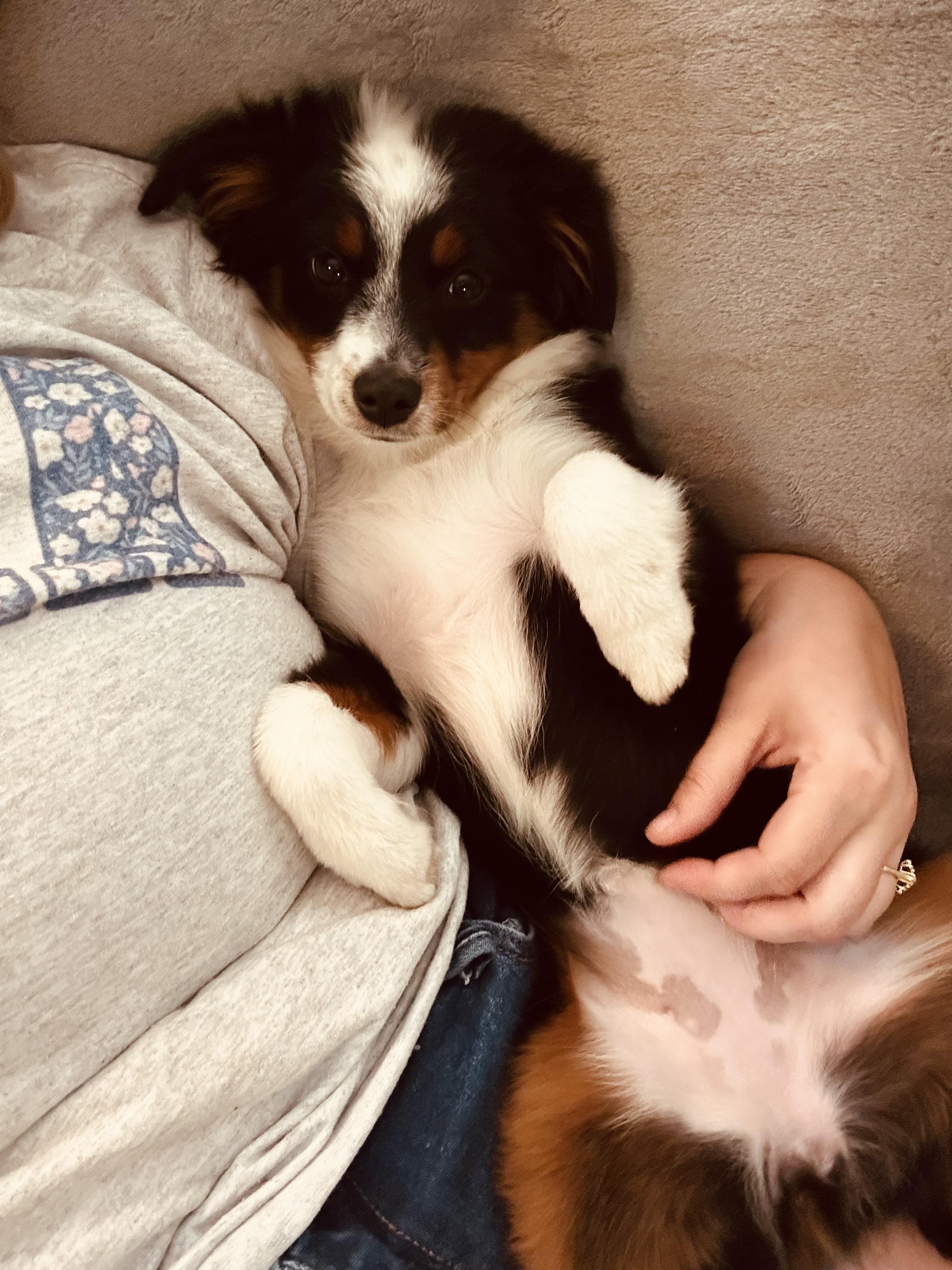 Rafter 7E Aussies in Missouri | Toy Australian Shepherd puppies | Good Dog