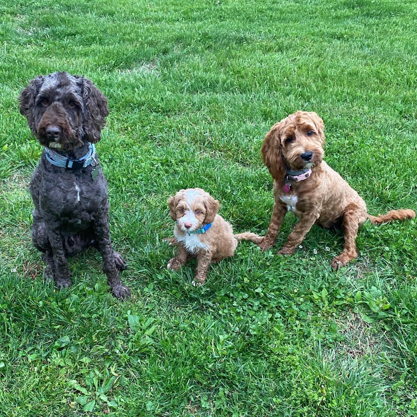 Jellybelly Australian Labradoodles in Kentucky | Australian Labradoodle ...