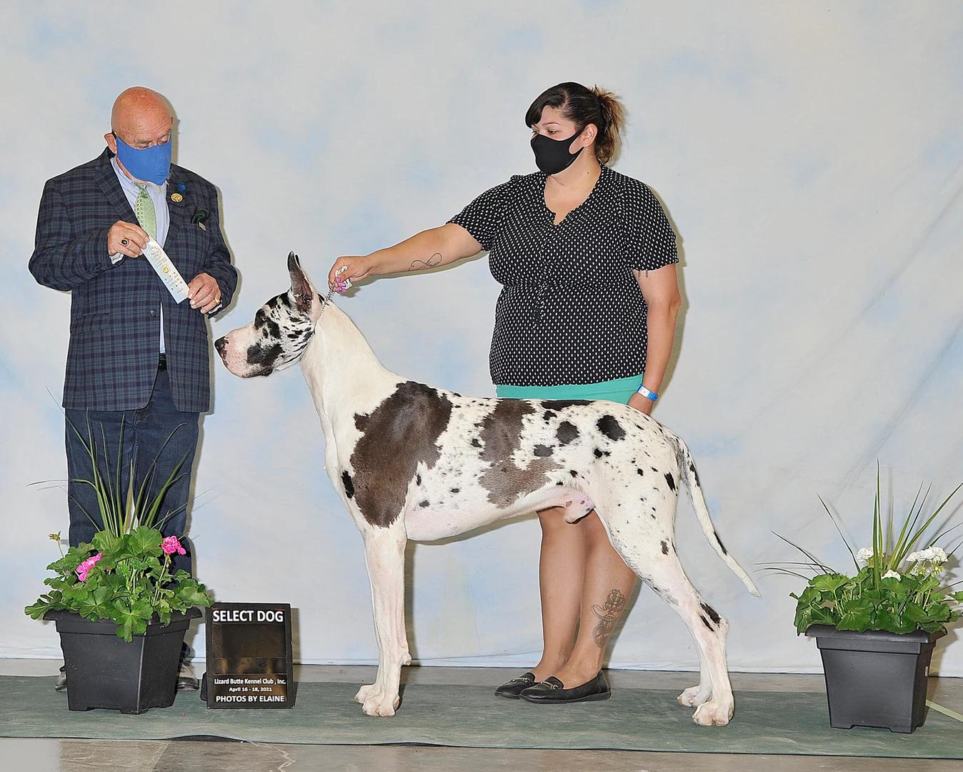Rock Salt Great Danes in Utah | Great Dane puppies | Good Dog