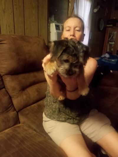 Christina Grafe's Shorkies in Texas | Shorkie puppies | Good Dog