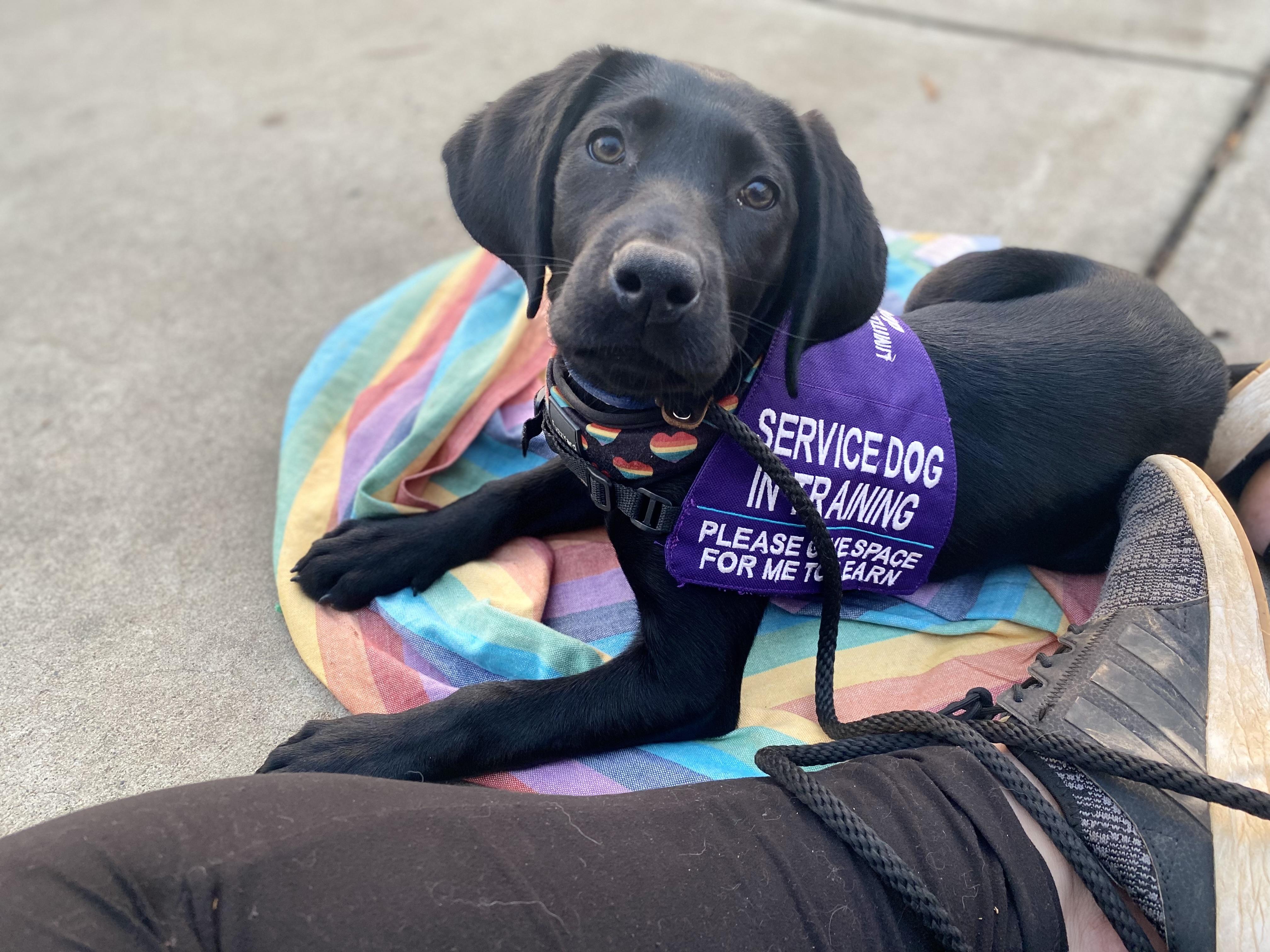 Limitless Freedom Service Dogs in North Carolina | Labrador Retriever ...