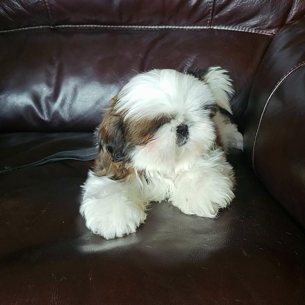 Jazzie Shih Tzu in Oregon | Shih Tzu puppies | Good Dog