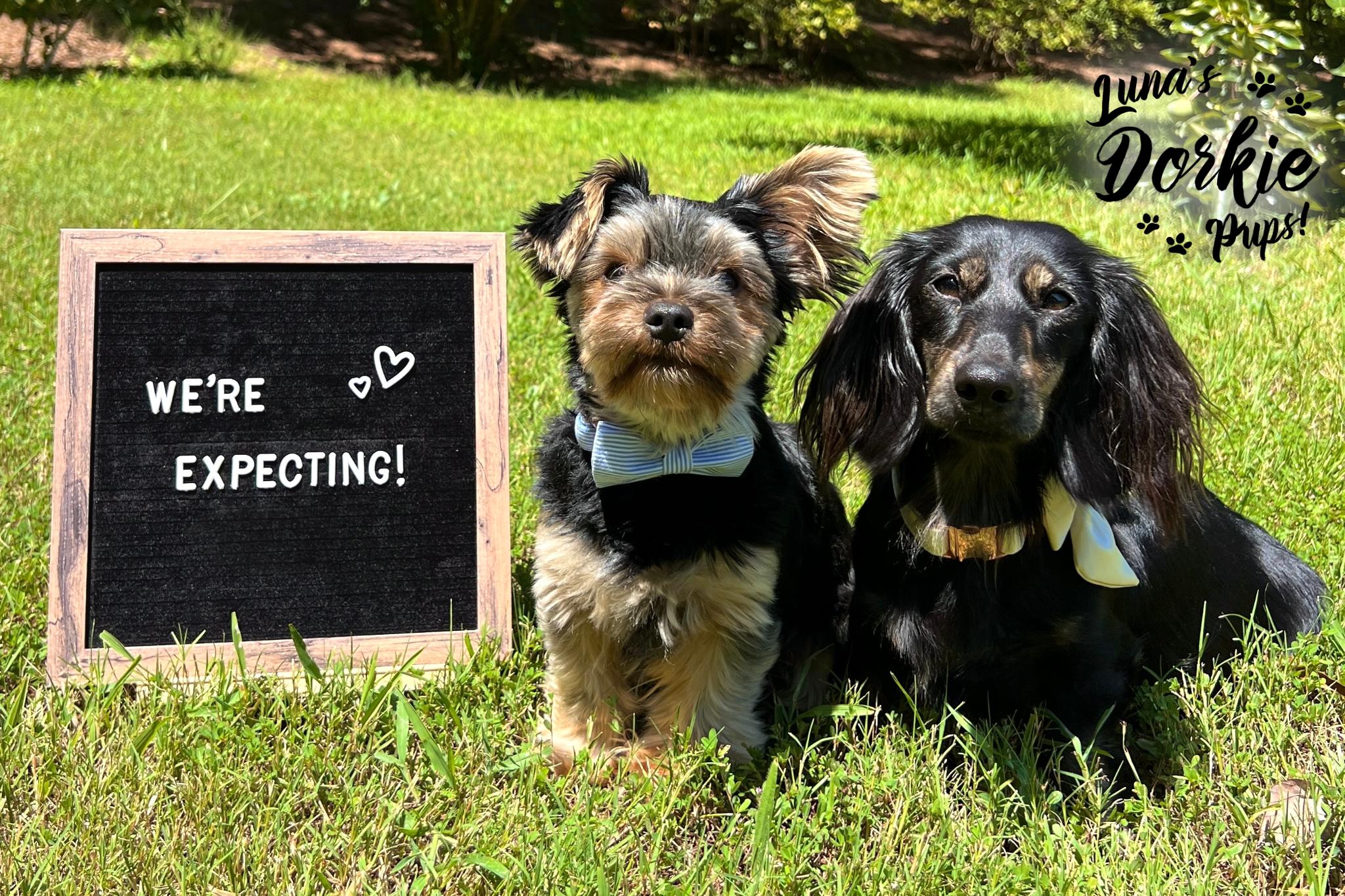 Luna's Dorkie Pups in Georgia | Companion Cross puppies | Good Dog