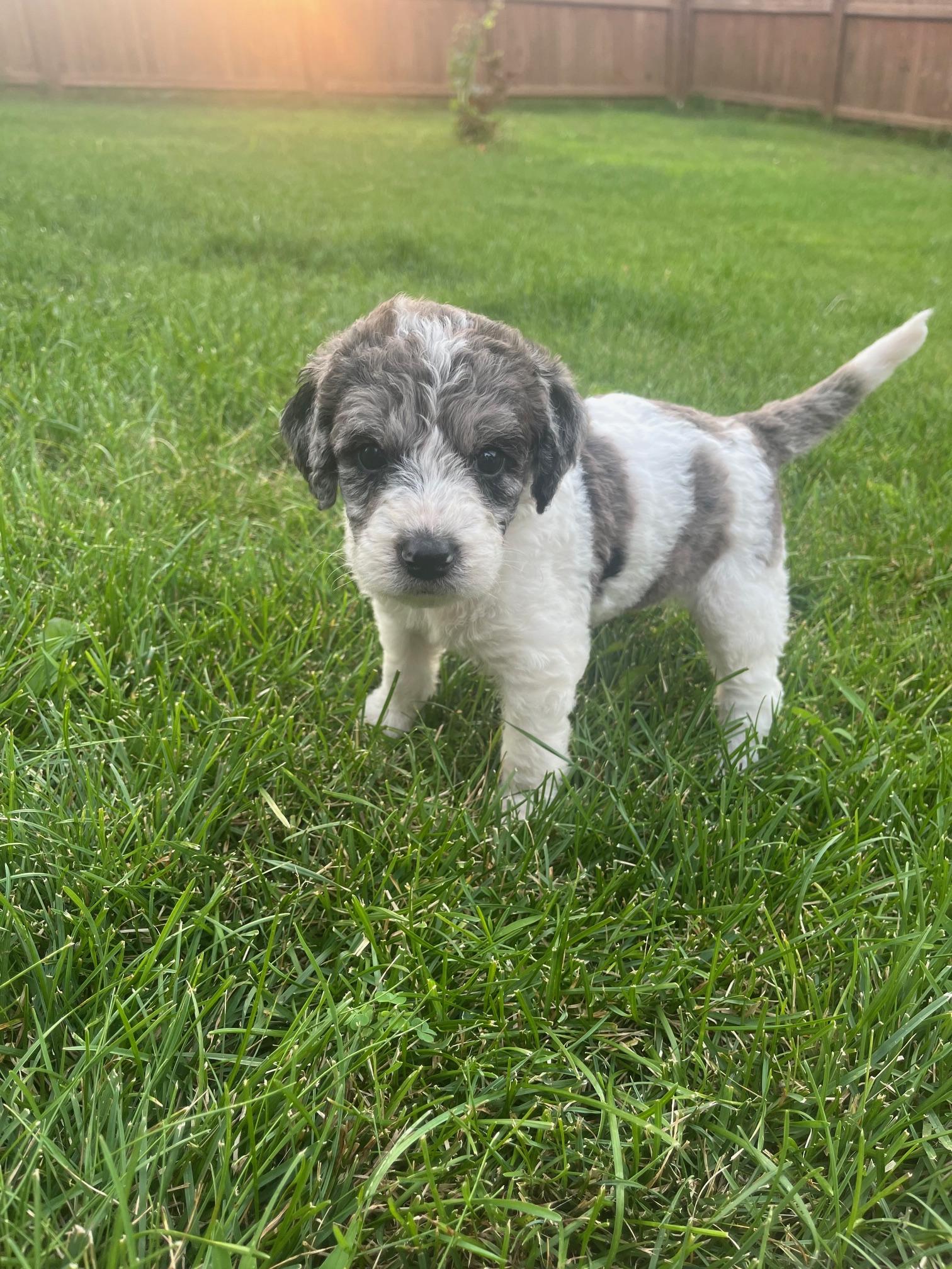 Trinity Doodles in Iowa | Double Doodle puppies | Good Dog