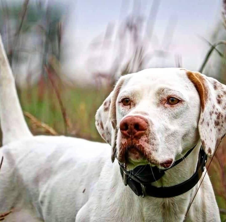John Markham's Pointers in Kansas | Pointer puppies | Good Dog