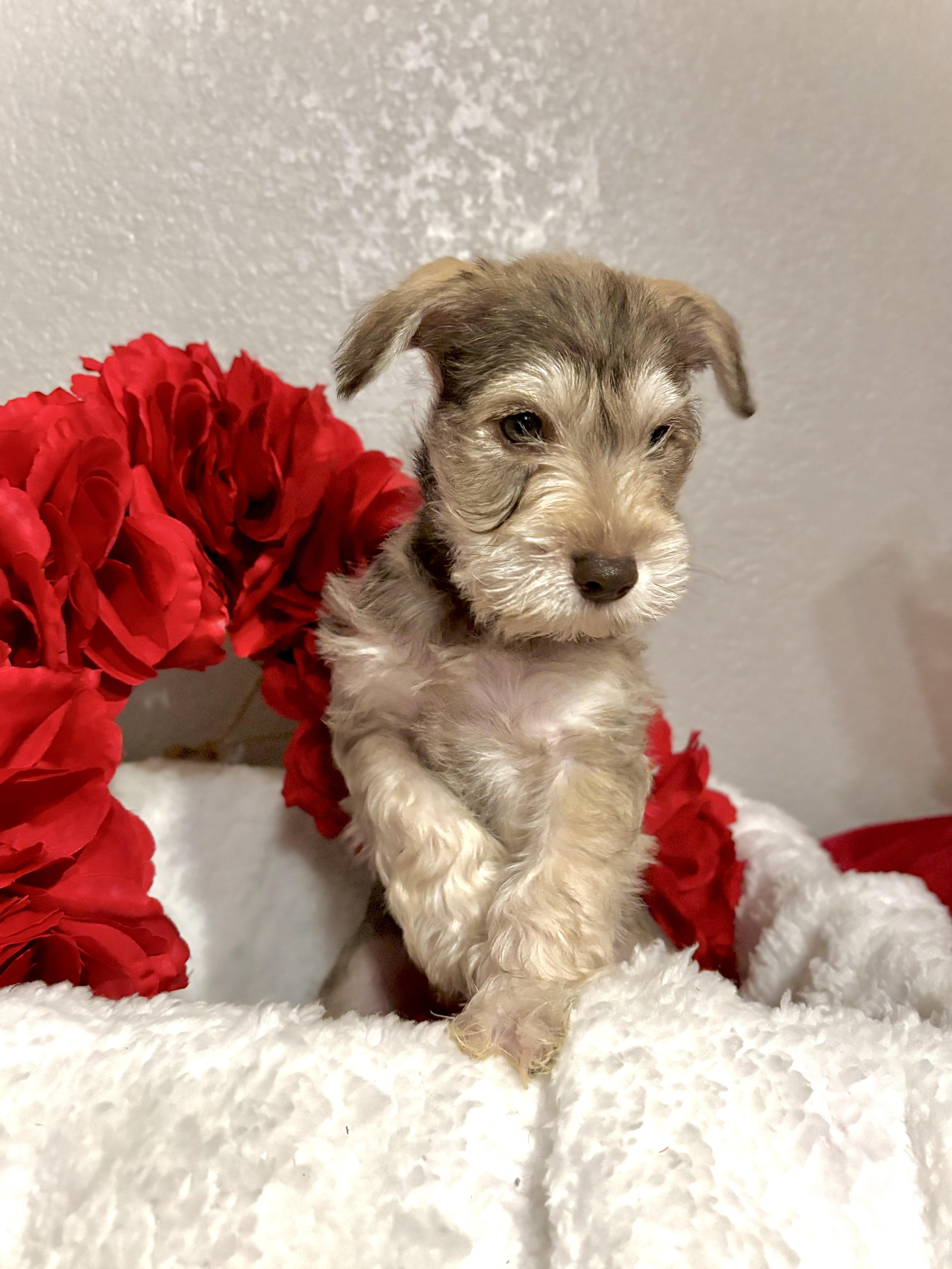 Puppies Paw Schnauzers in Colorado in Colorado | Miniature Schnauzer ...