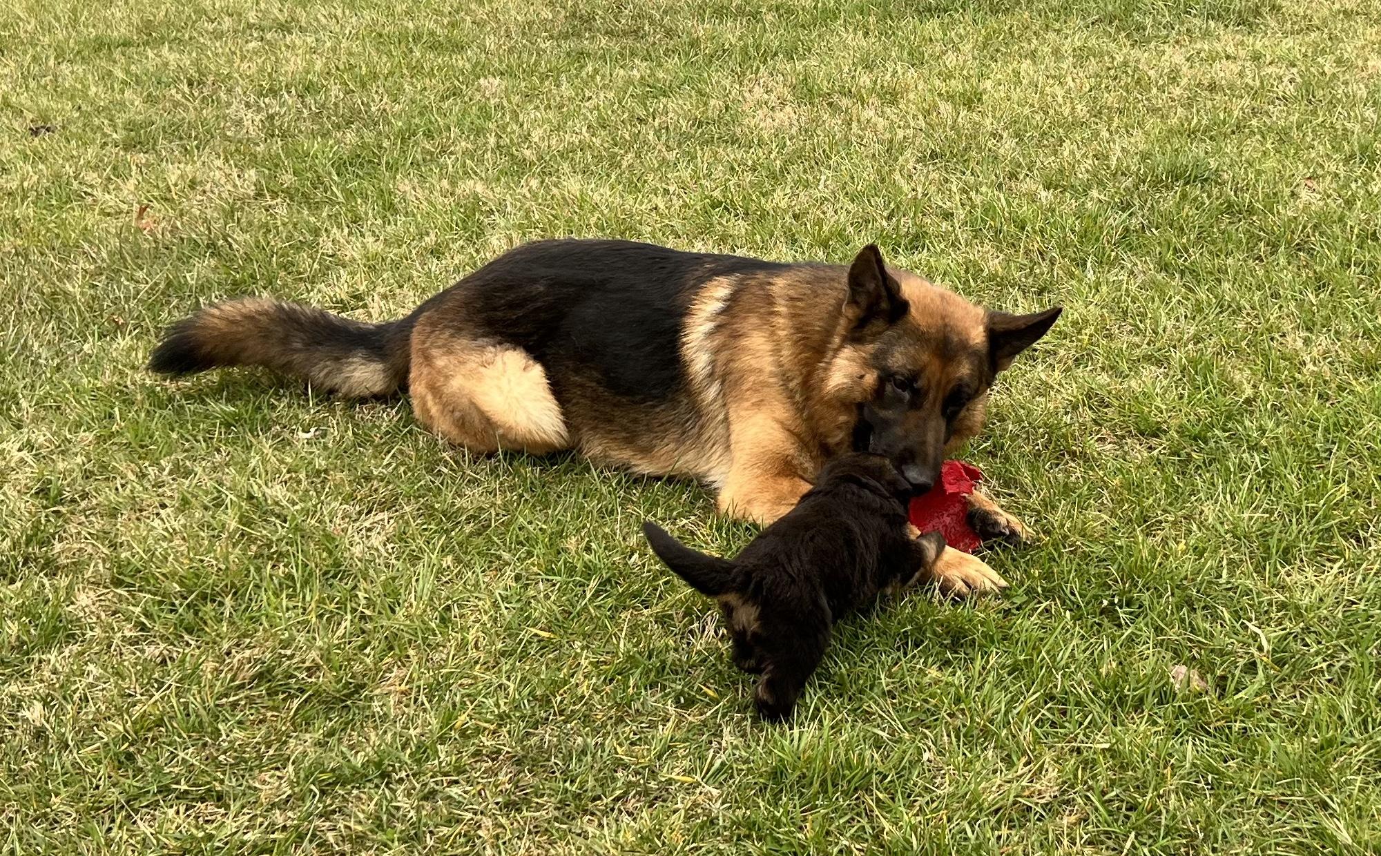 Aus Gerstbrei German Shepherds in Indiana | German Shepherd puppies ...