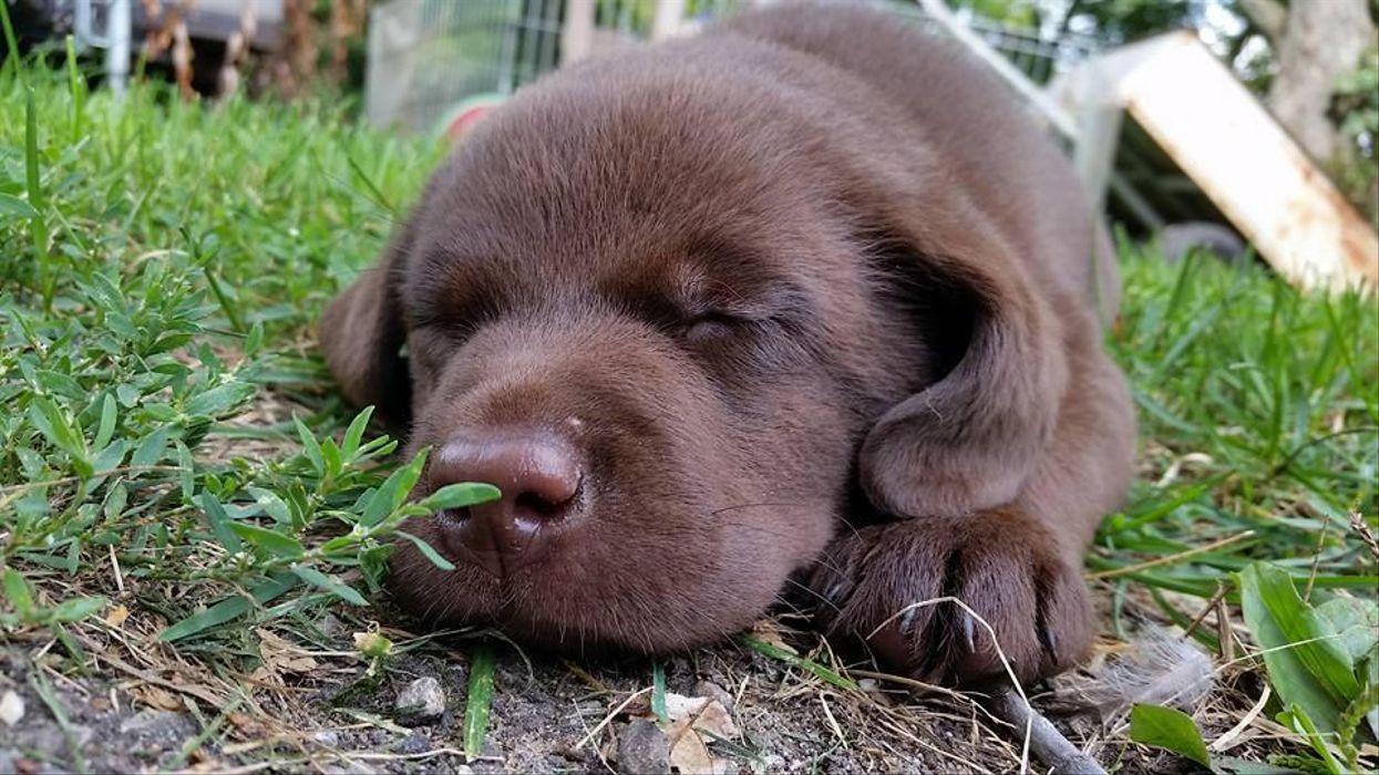 Dunn’s Marsh Labradors in Wisconsin | Labrador Retriever puppies | Good Dog