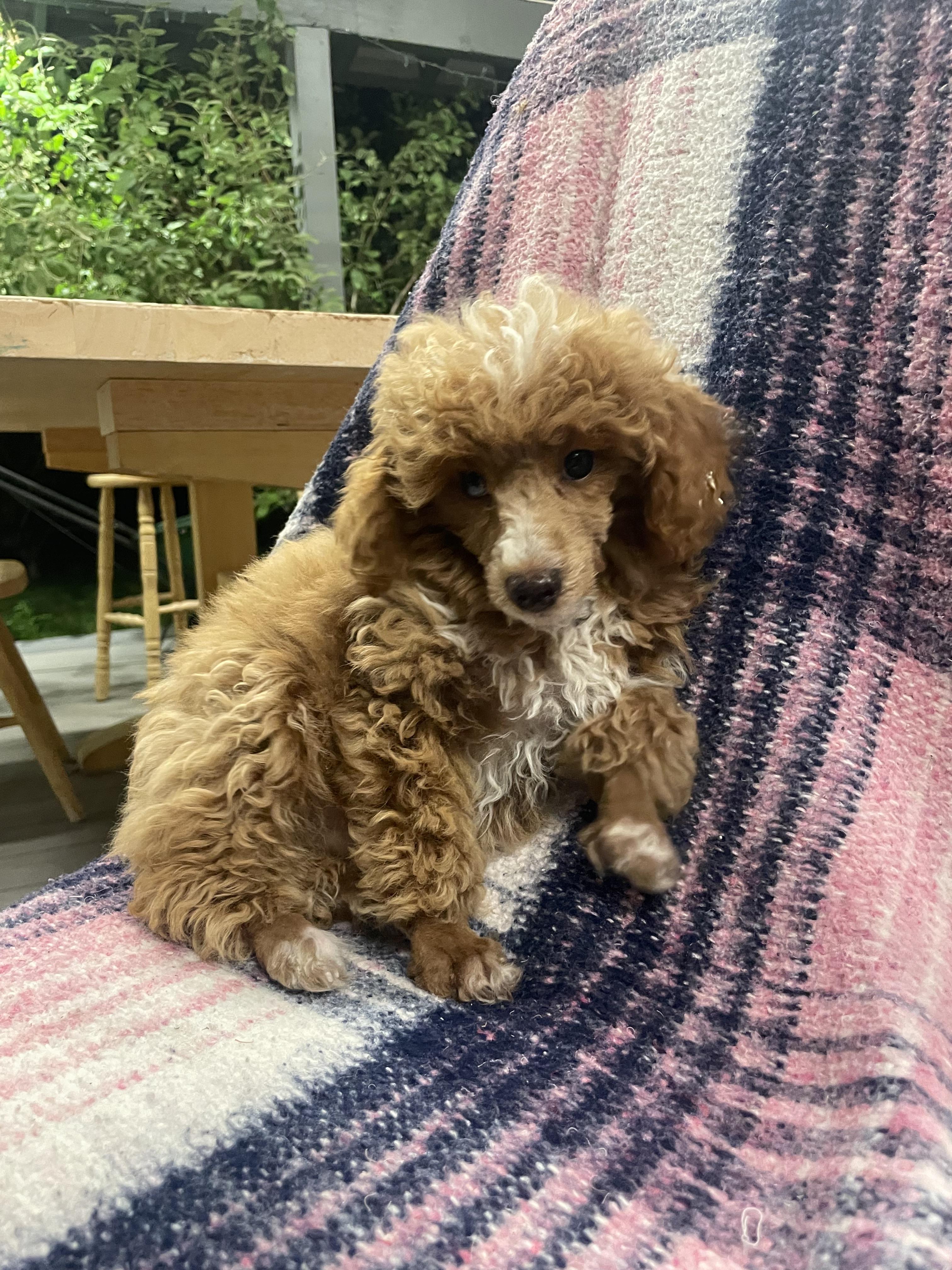 Cami’s Colorado Cuties in Colorado | Poodle puppies | Good Dog