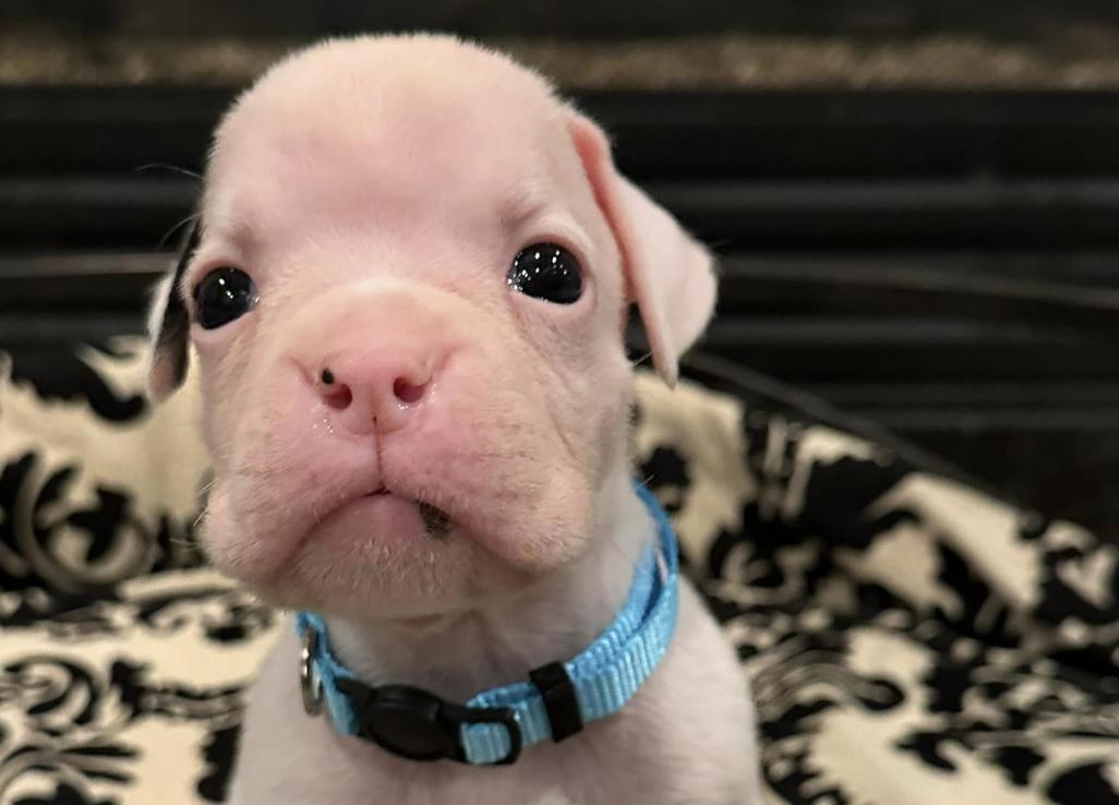 Chloe’s Kids Boxers in Iowa | Boxer puppies | Good Dog