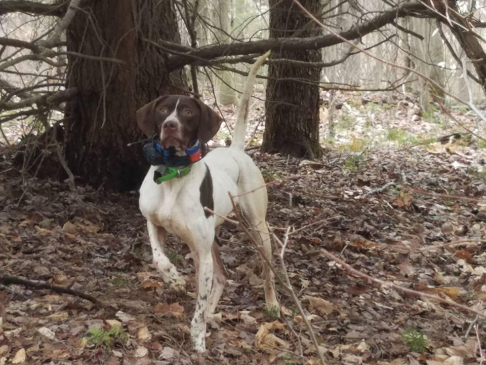 Doug's Pups in Pennsylvania | German Longhaired Pointer puppies | Good Dog