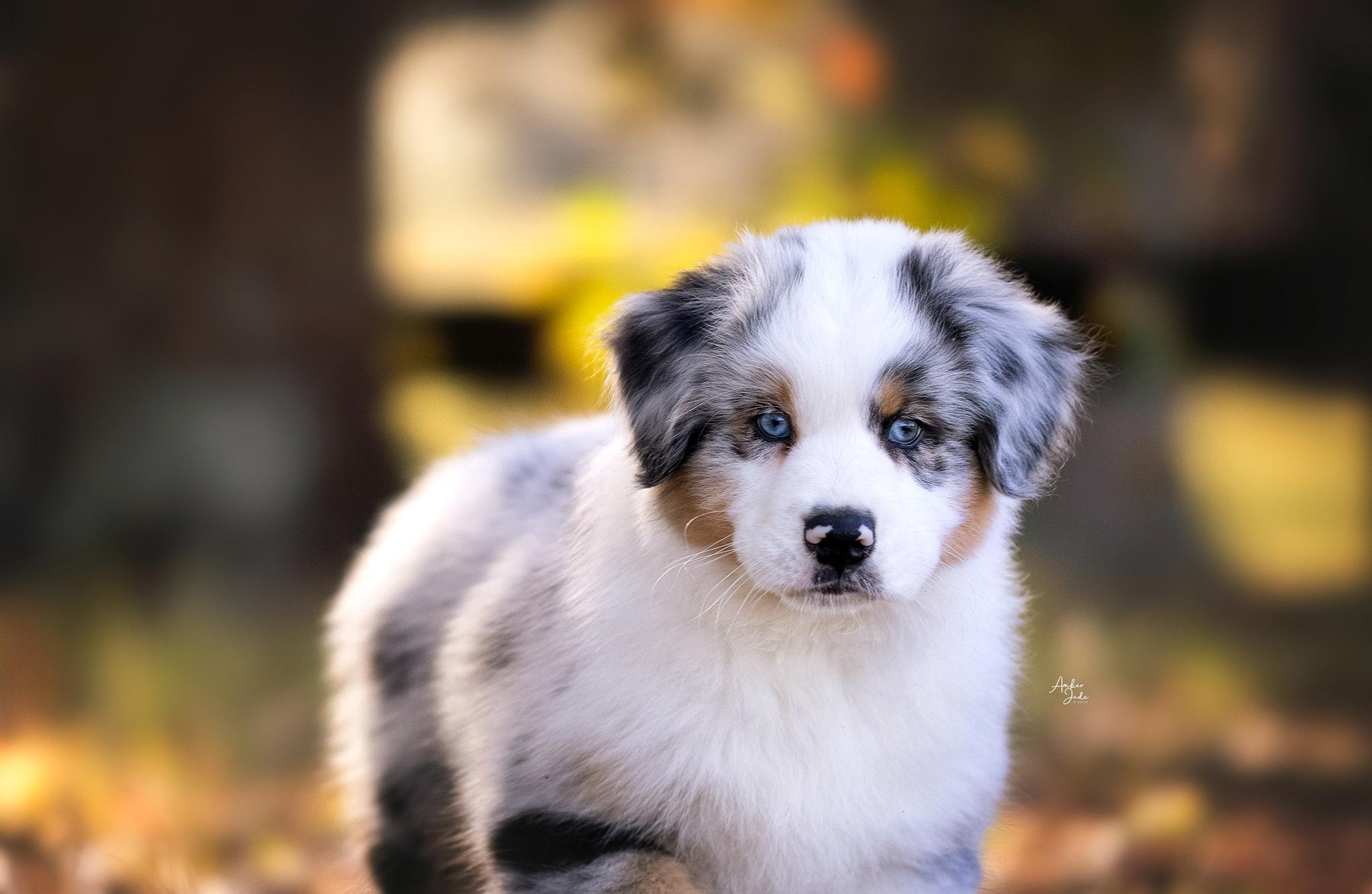 Te Amo Australian Shepherd in Florida | Australian Shepherd puppies ...
