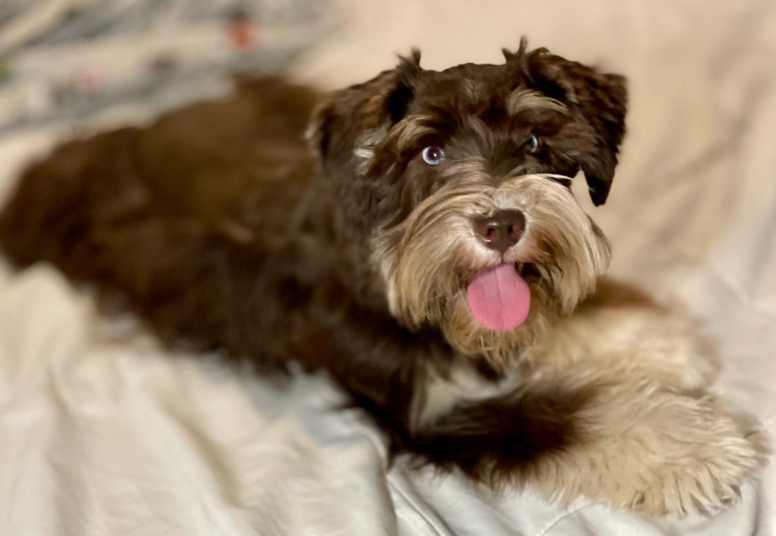SchnauzersRus in California | Miniature Schnauzer puppies | Good Dog