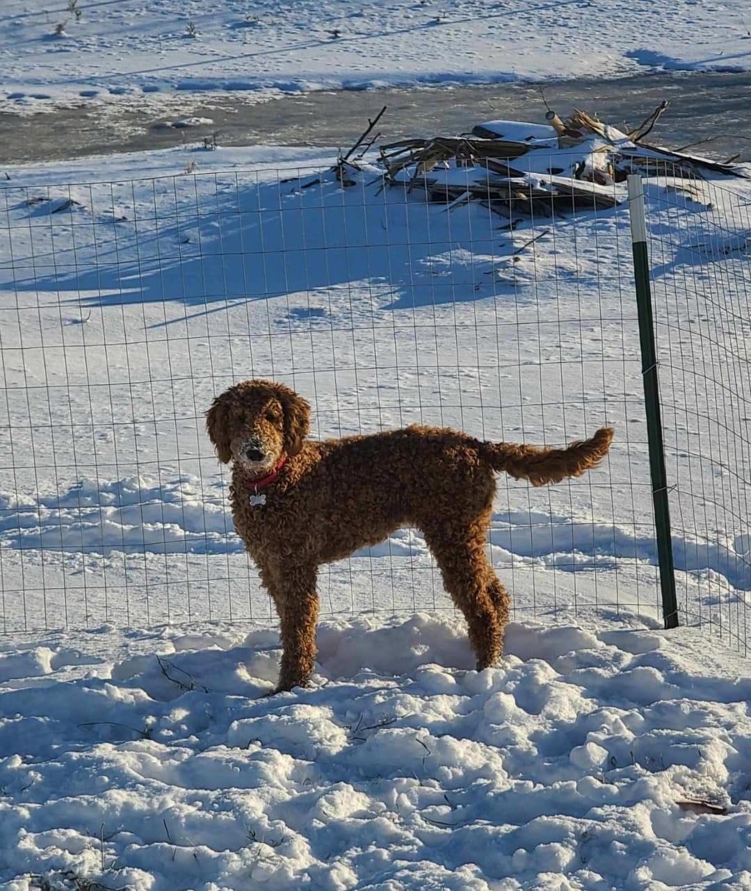 Emerald Oak Acres & Doodles in Michigan | Goldendoodle puppies | Good Dog