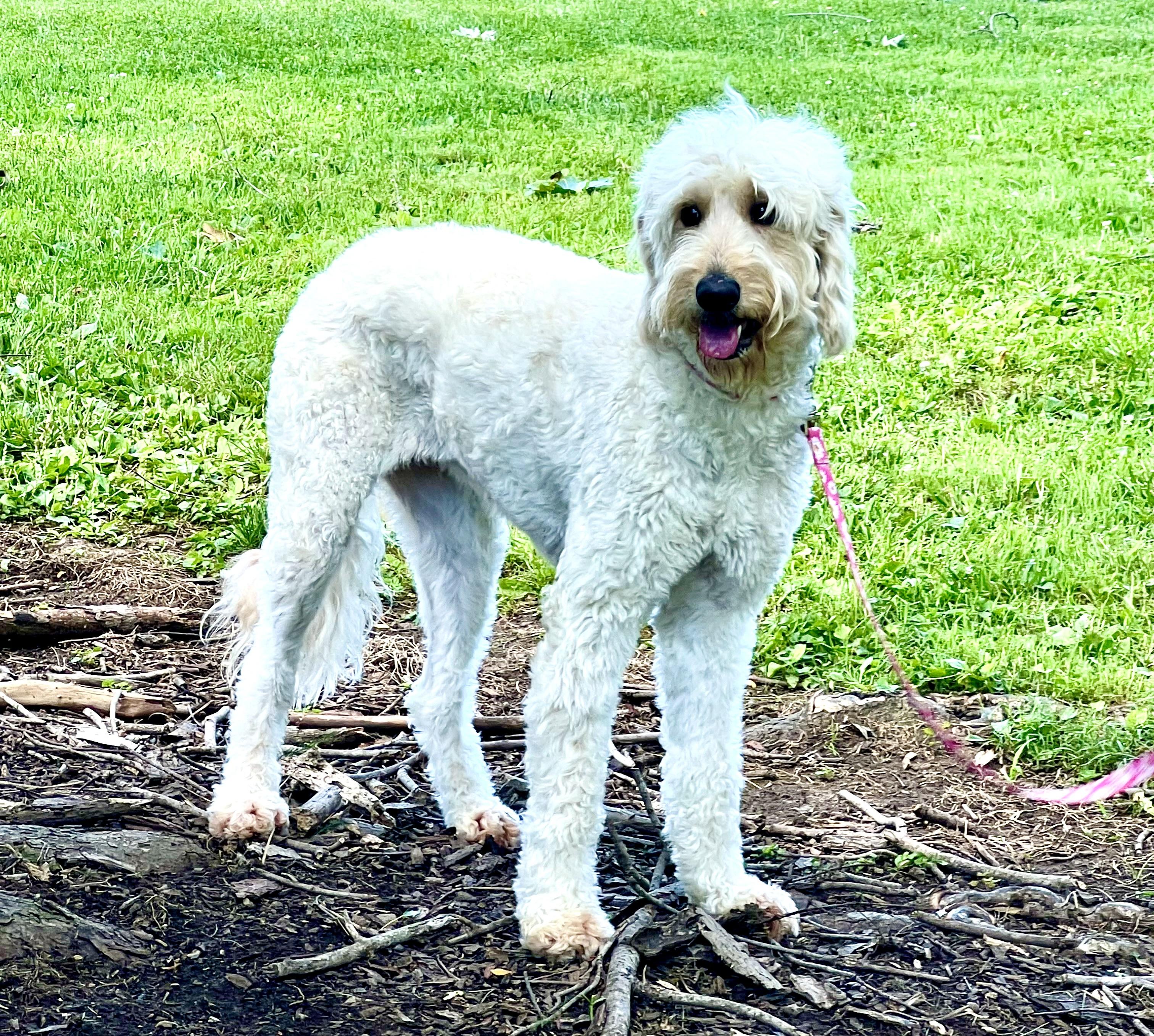 The Bluegrass Doodle Co in Ohio | Goldendoodle puppies | Good Dog