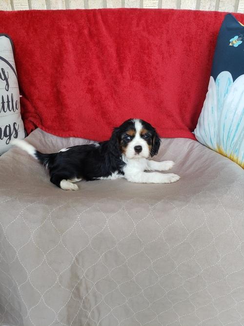 Cavalier Cafe in Arkansas | Cavalier King Charles Spaniel puppies ...