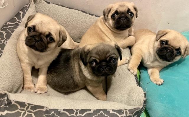 Briggs Family Pugs in Colorado | Pug puppies | Good Dog