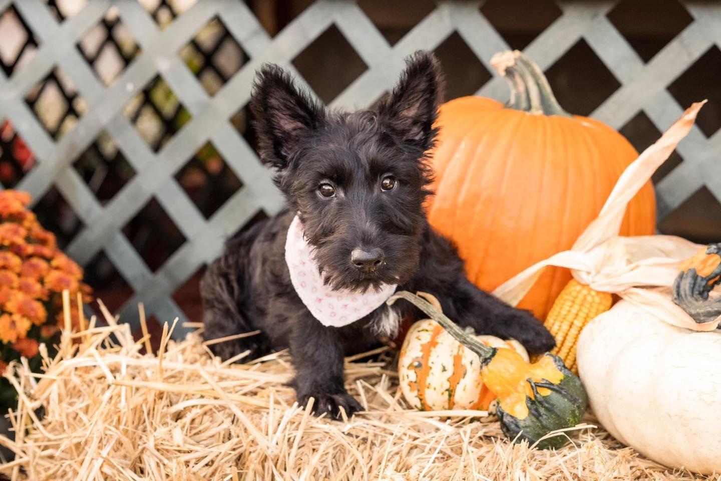 Lake Cumberland Scottie’s in Kentucky | Scottish Terrier puppies | Good Dog
