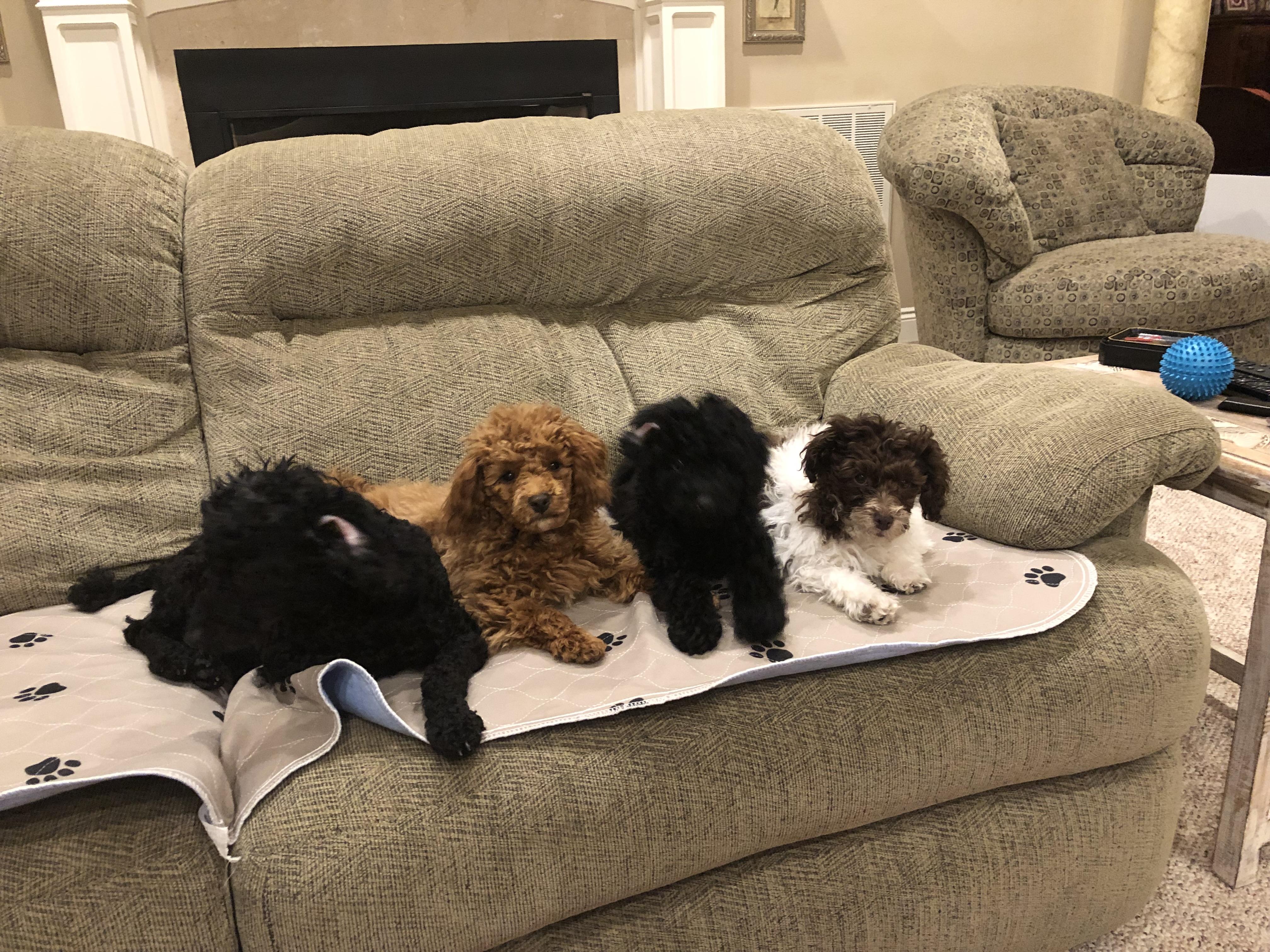 Donna’s Pretty Poodles in Arkansas | Poodle puppies | Good Dog