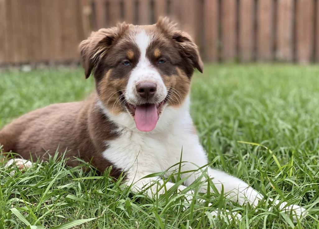 Southern Luck Aussies in Alabama | Australian Shepherd puppies | Good Dog