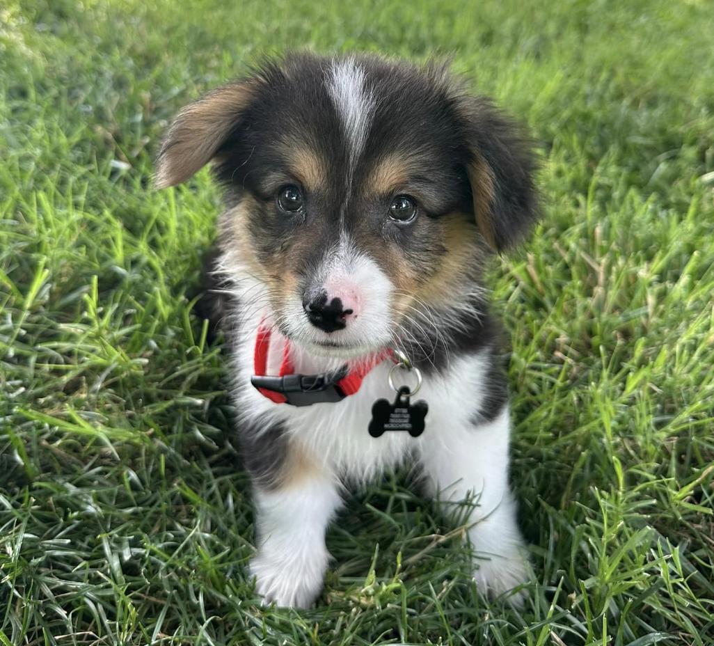 H&B Corgi’s in Kansas | Pembroke Welsh Corgi and American Corgi puppies ...