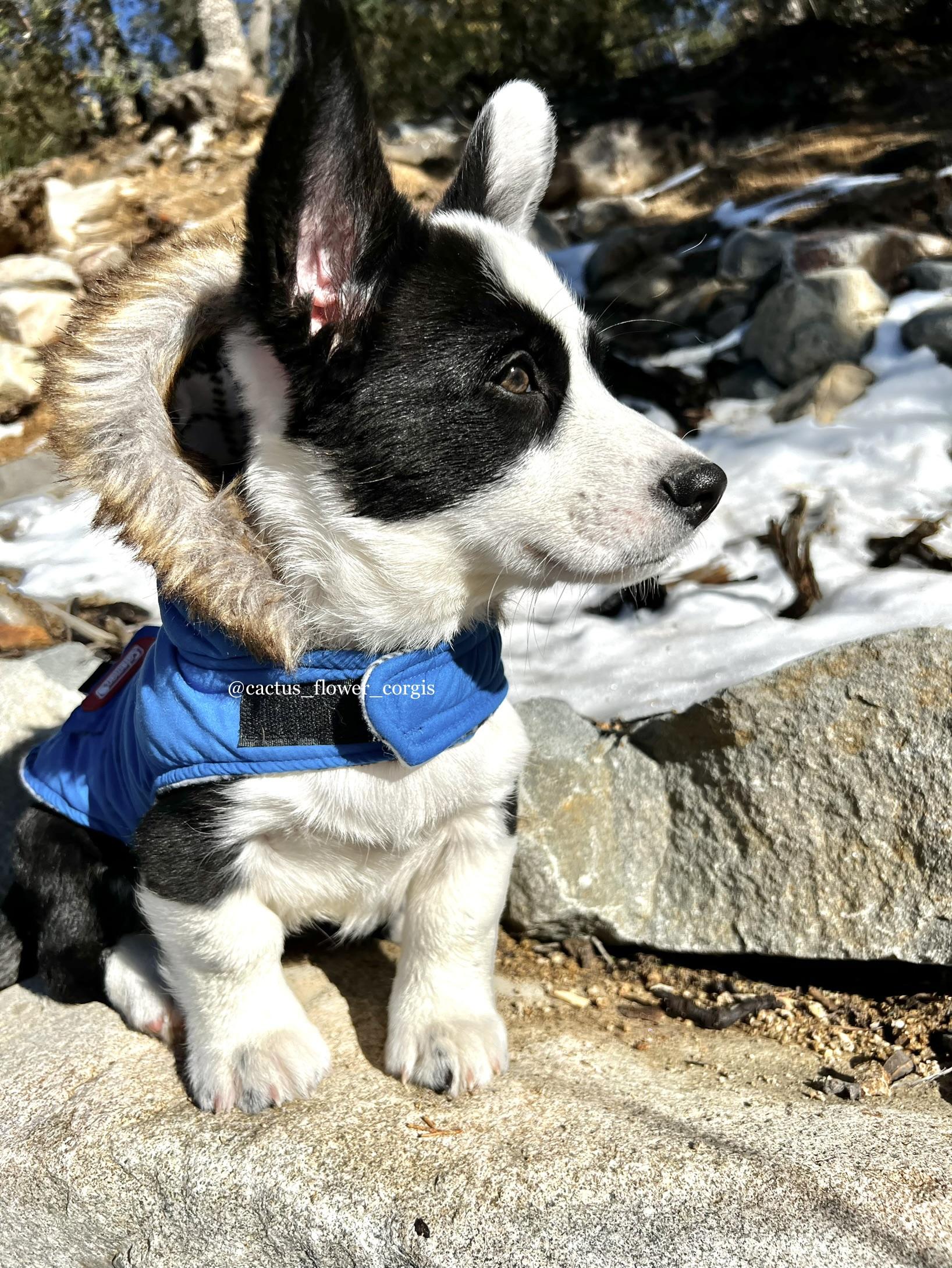 Cactus Flower Corgis in Arizona | Cardigan Welsh Corgi puppies | Good Dog