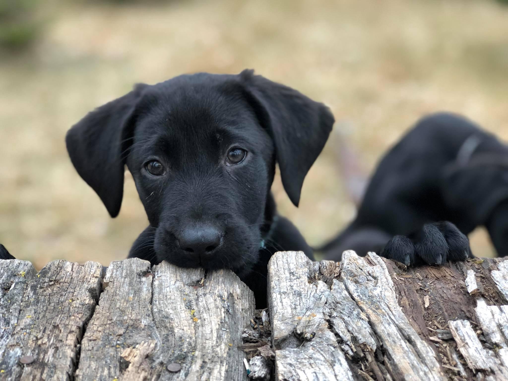 Rocky Ridge Labradors in Minnesota | Labrador Retriever puppies | Good Dog
