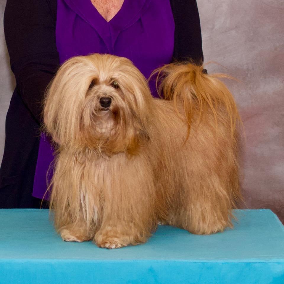 Tyburn Woods Havana Silk Dogs in Florida | Havana Silk Dog puppies ...