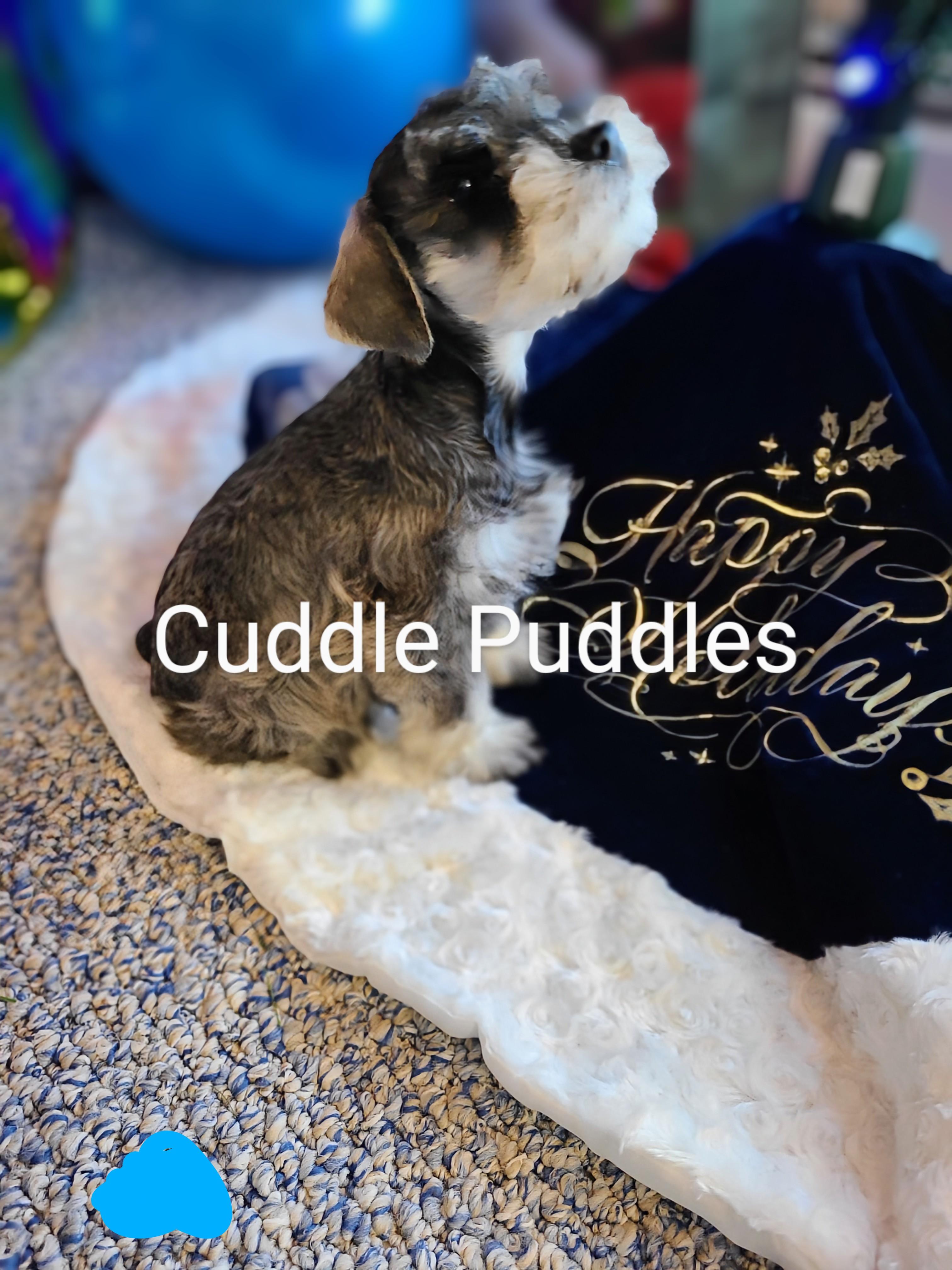Cuddle Puddles Schnauzers in Iowa | Miniature Schnauzer puppies | Good Dog