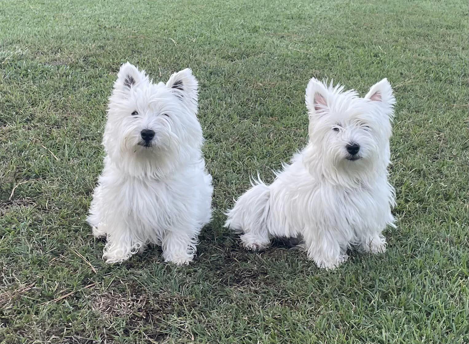 SoundHaven Westies in North Carolina | West Highland White Terrier ...