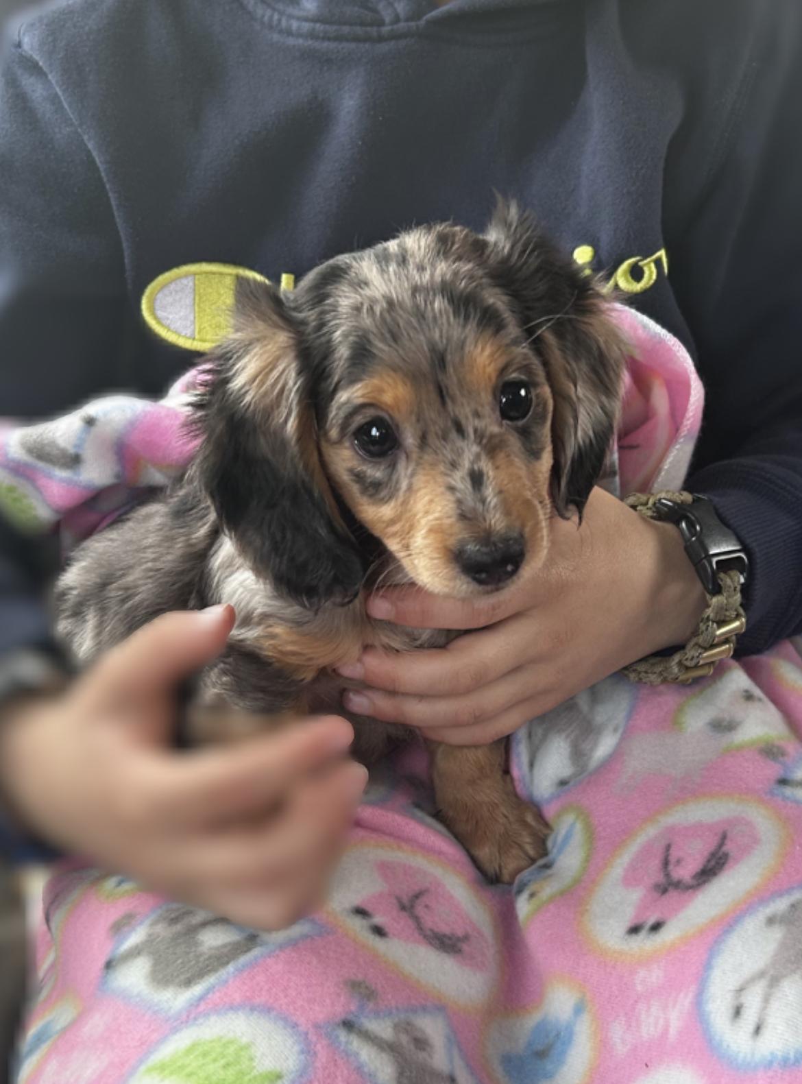 Monarch Miniature Dachshunds in Michigan | Dachshund puppies | Good Dog