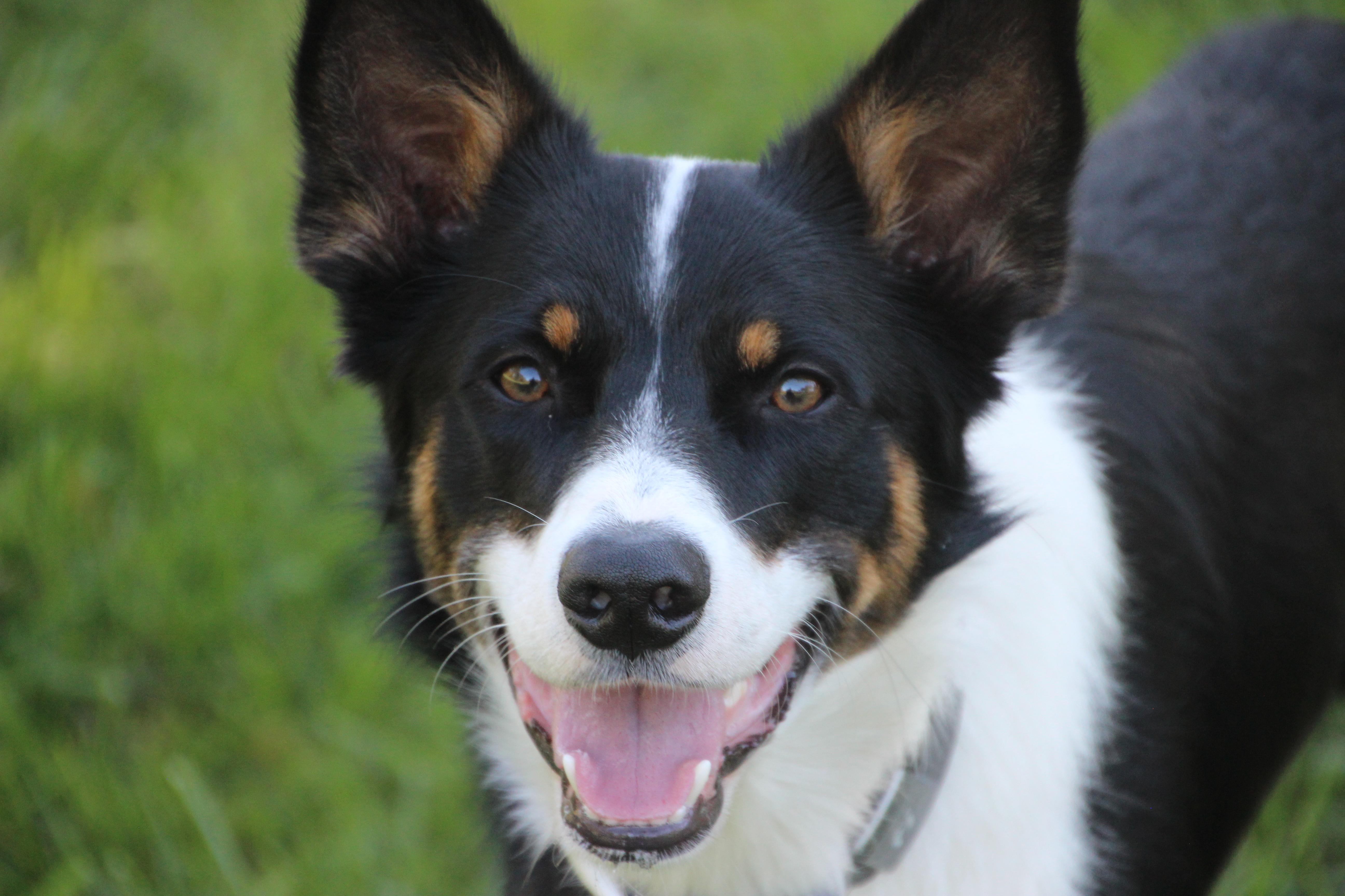 Tenacious Dogs in South Dakota | Australian Koolie puppies | Good Dog