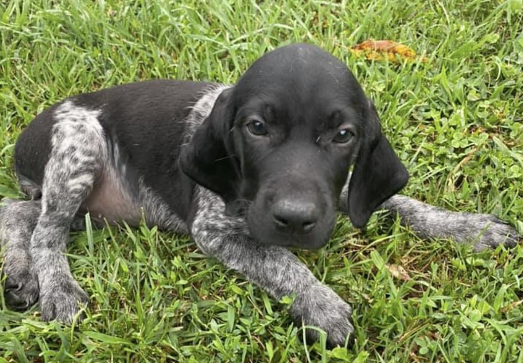 Gun Dogs Gone Wild in Pennsylvania | German Shorthaired Pointer and ...