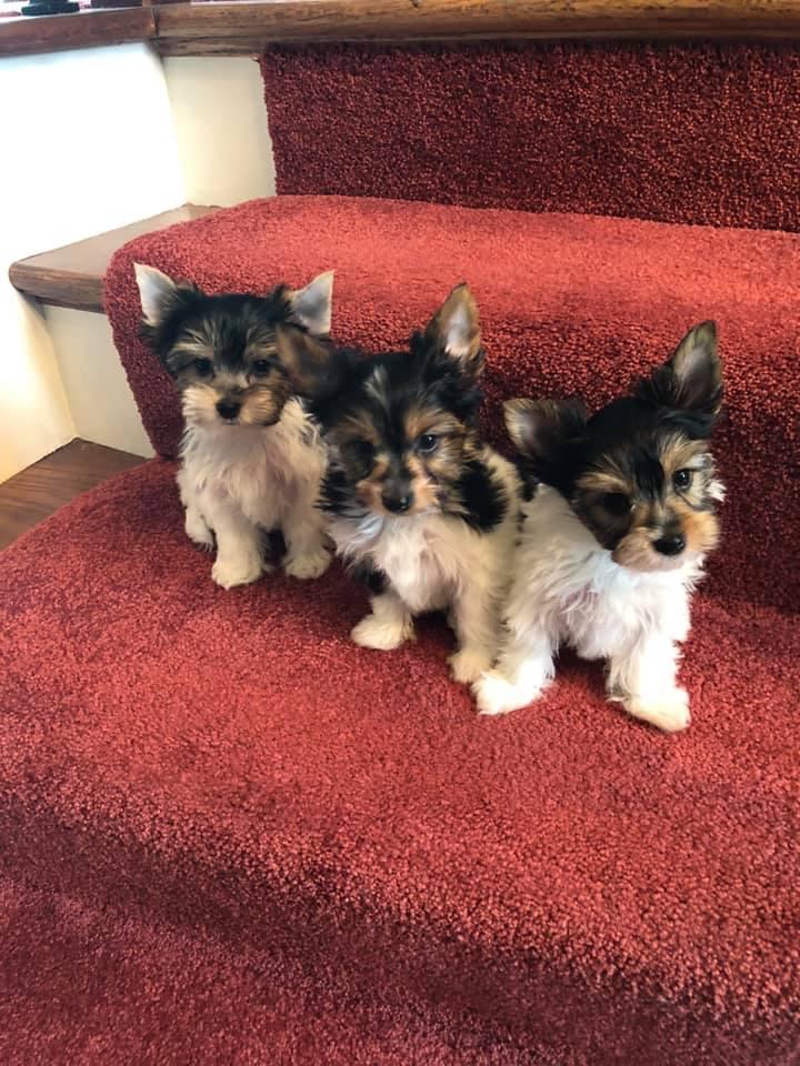 CG Tiny Paws in Georgia | Biewer Terrier puppies | Good Dog