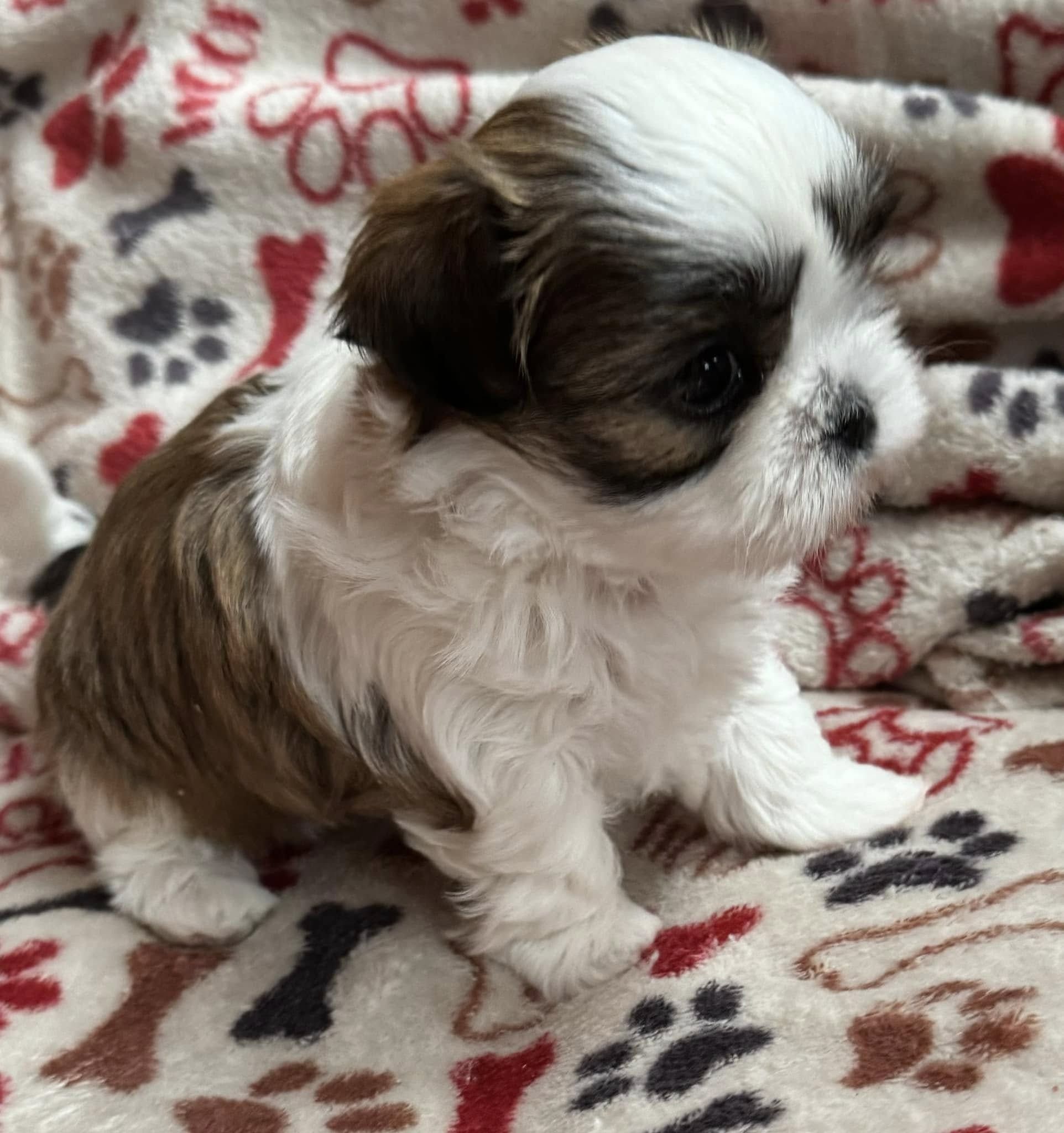Carolina Mountain Shih Tzus in North Carolina | Shih Tzu puppies | Good Dog