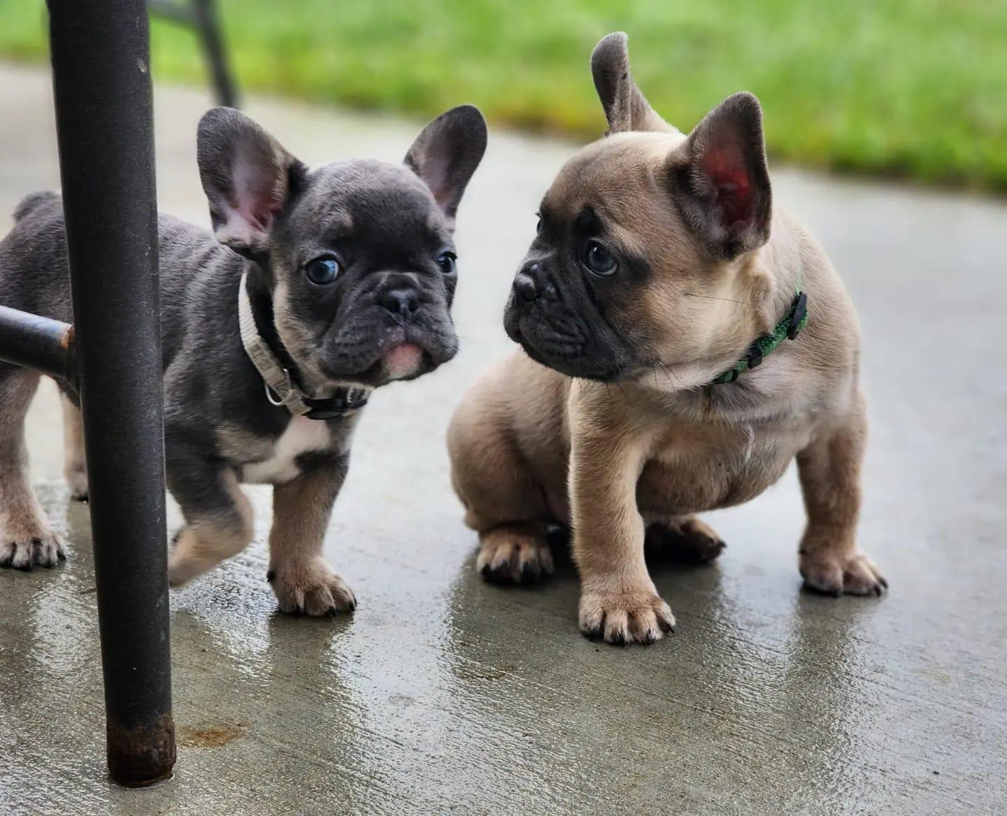 Executive Frenchies in Texas | French Bulldog puppies | Good Dog